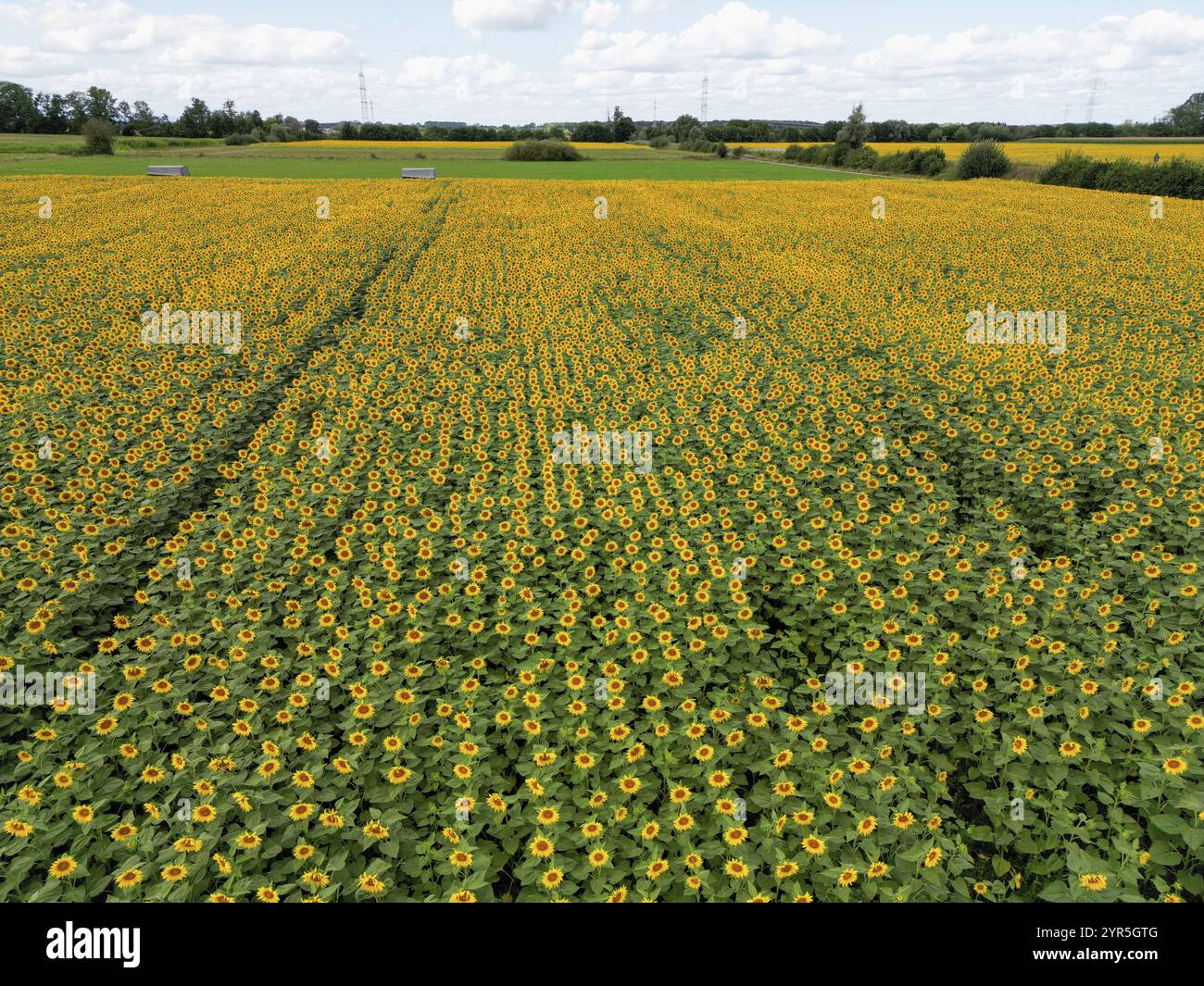 Aerial top down view sunflower hi-res stock photography and images - Alamy