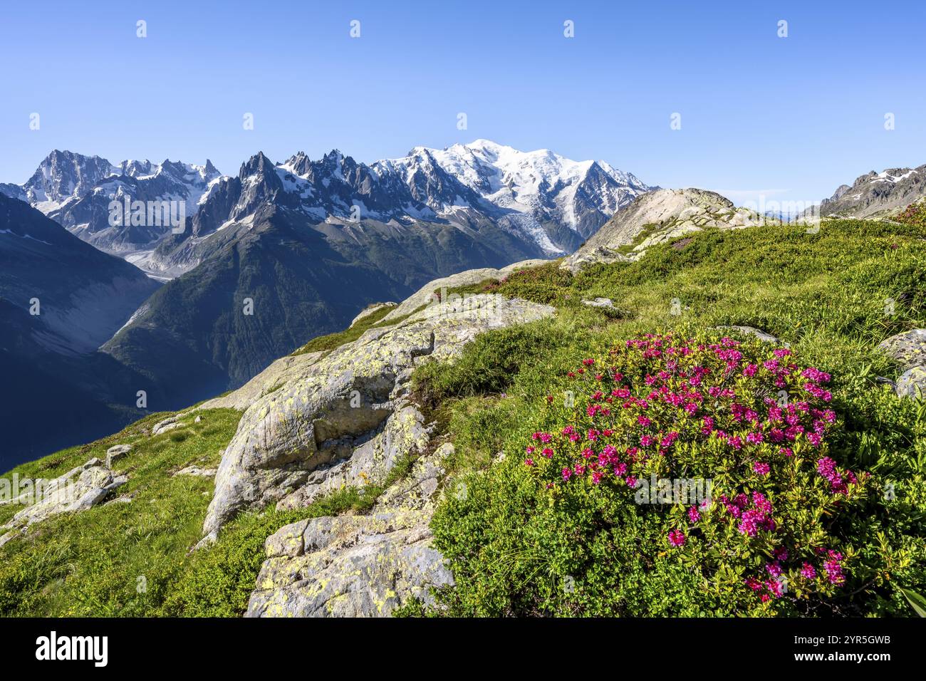 Mountain landscape with alpine roses, mountain panorama of the Mont Blanc massif with glaciated ...