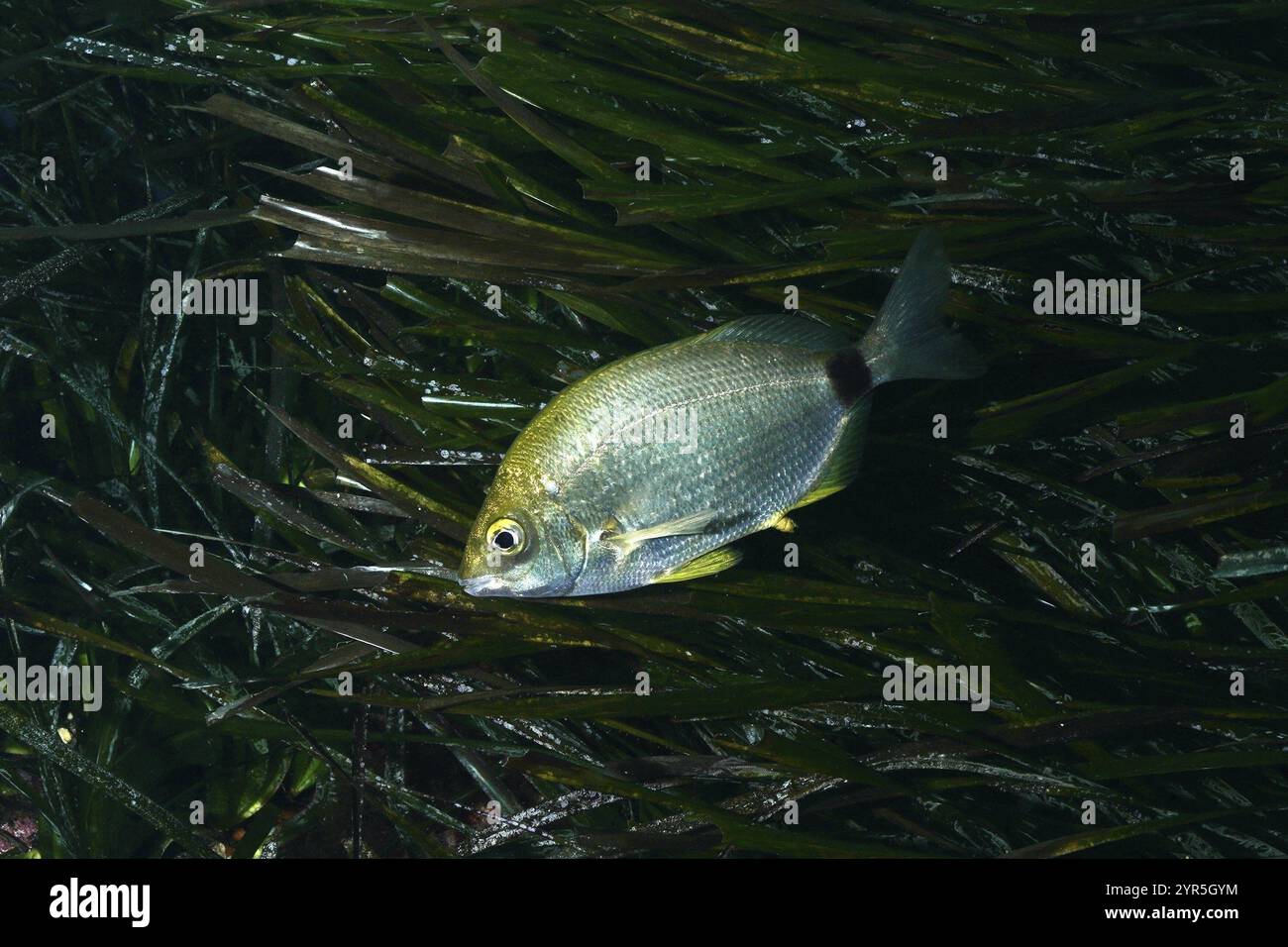 Ringed seabream (Diplodus anularis) swimming in front of seagrass ...