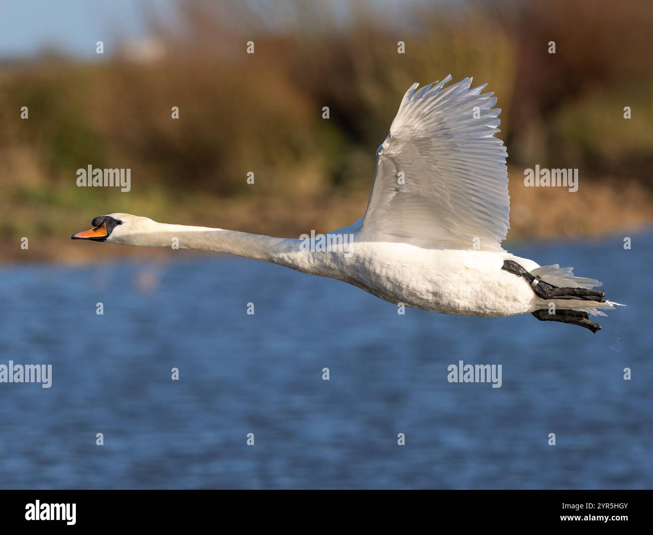 Flying swan hi-res stock photography and images - Alamy