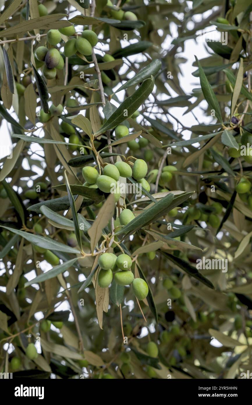 Close up olive tree green hi-res stock photography and images - Alamy