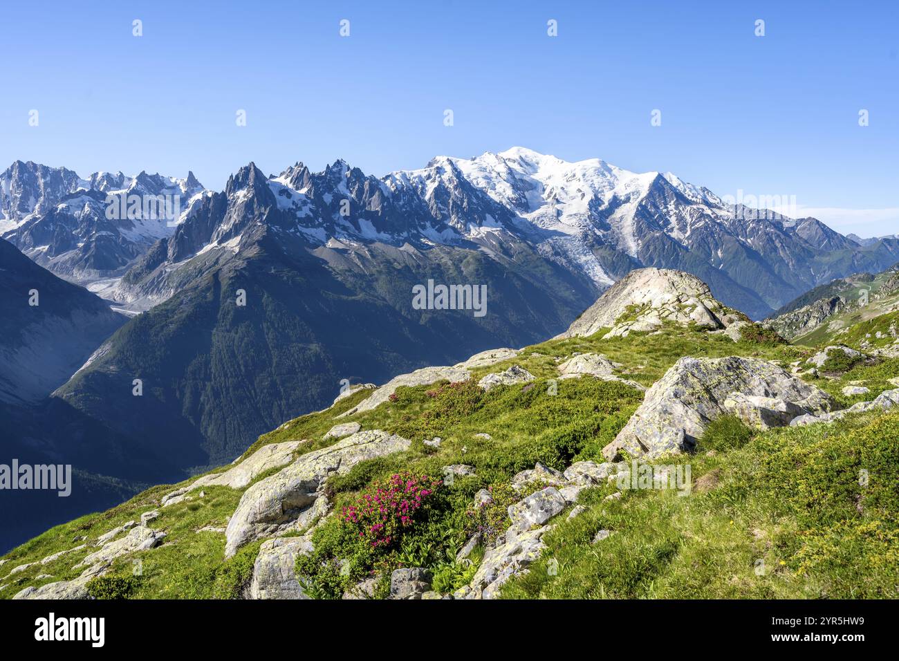 Mountain landscape with alpine roses, mountain panorama of the Mont ...