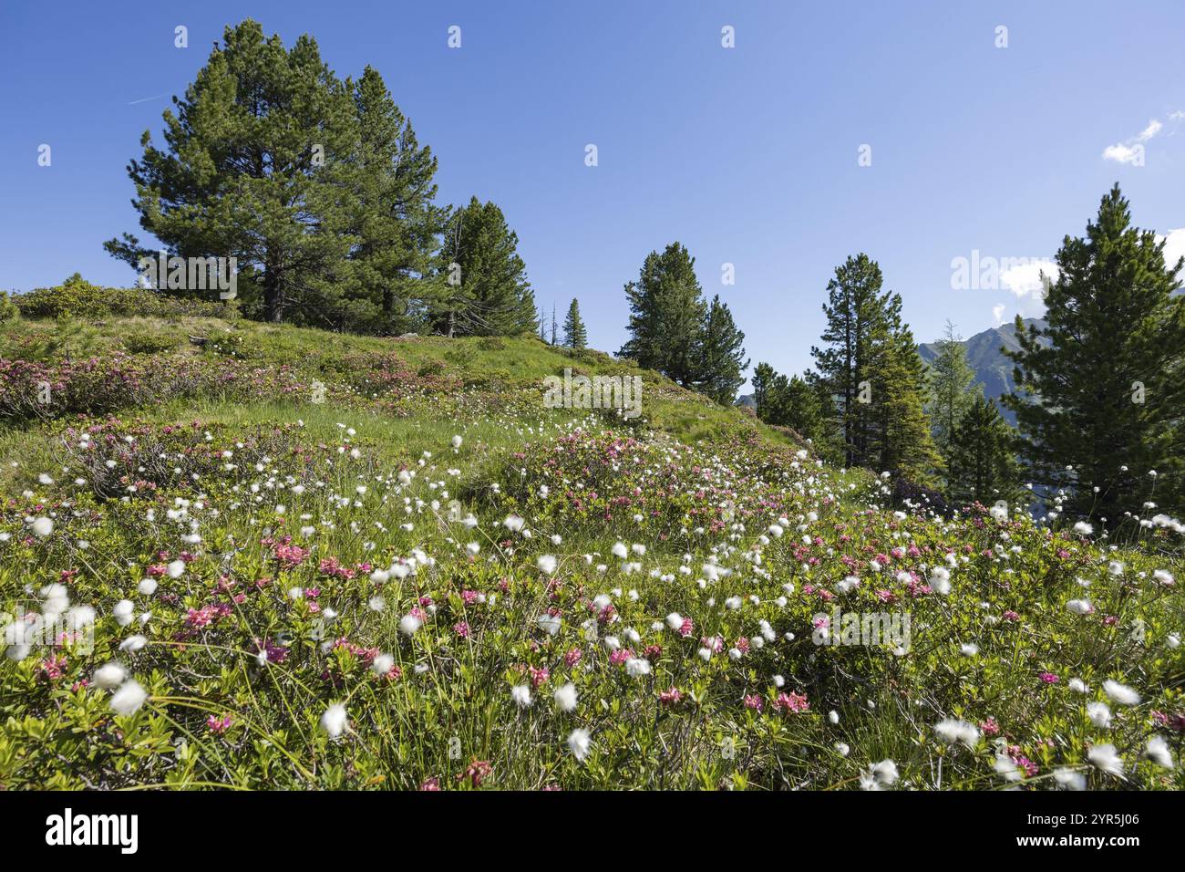 Mountain meadow with blooming alpine roses (Rhododendron ferrugineum ...