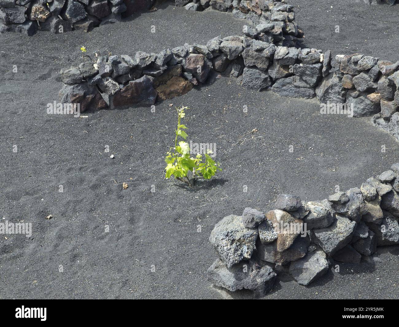 Single green plant growing in a circle of black volcanic stones on dark ...