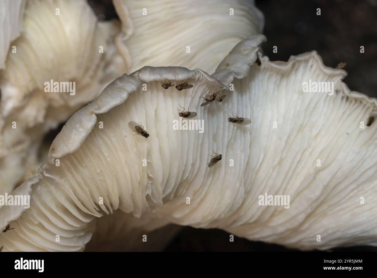 Lung fungus white fruiting body with some mushroom flies Stock Photo ...