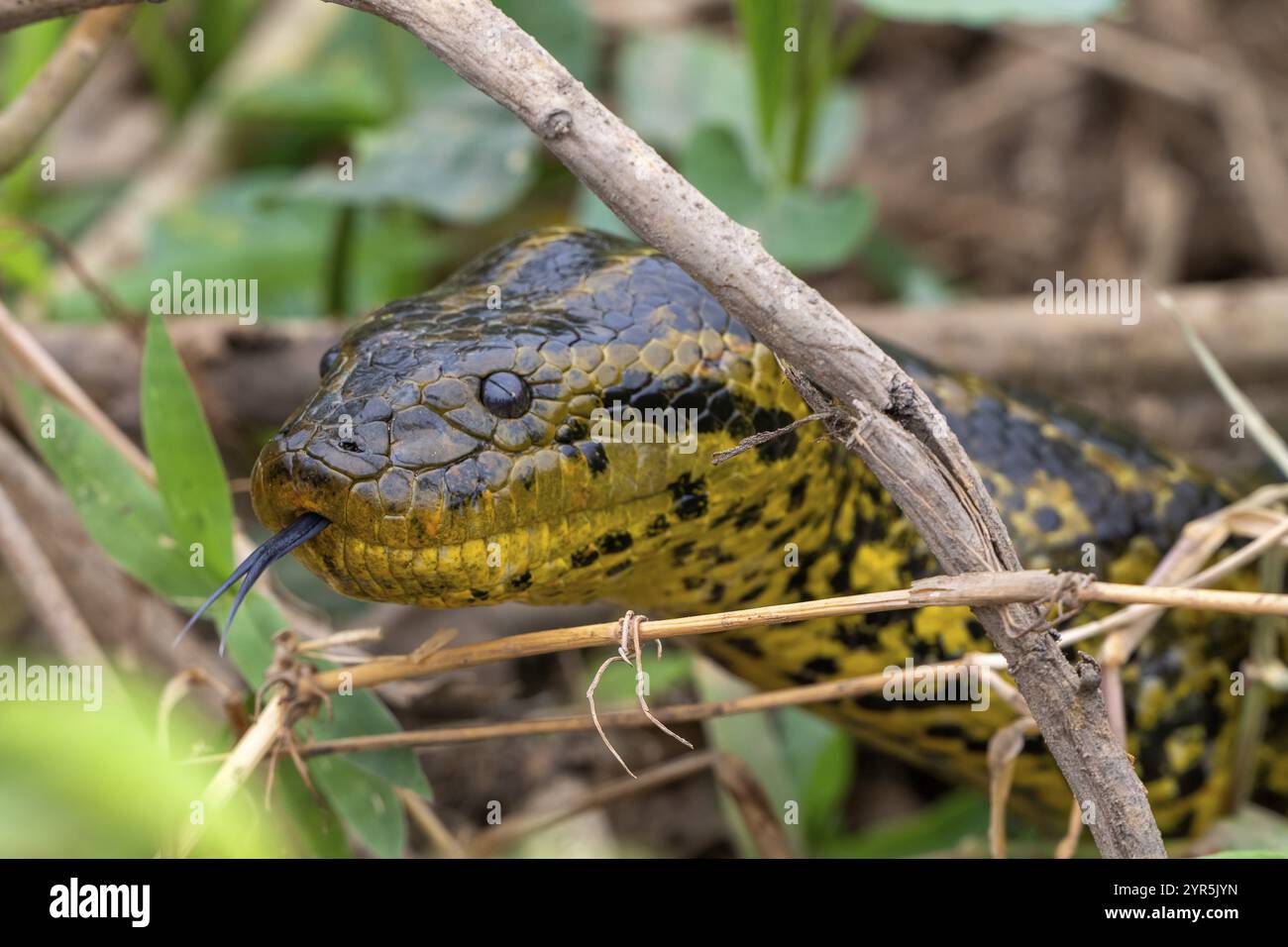 Yellow anaconda (Eunectes notaeus), also known as Paraguay anaconda or ...