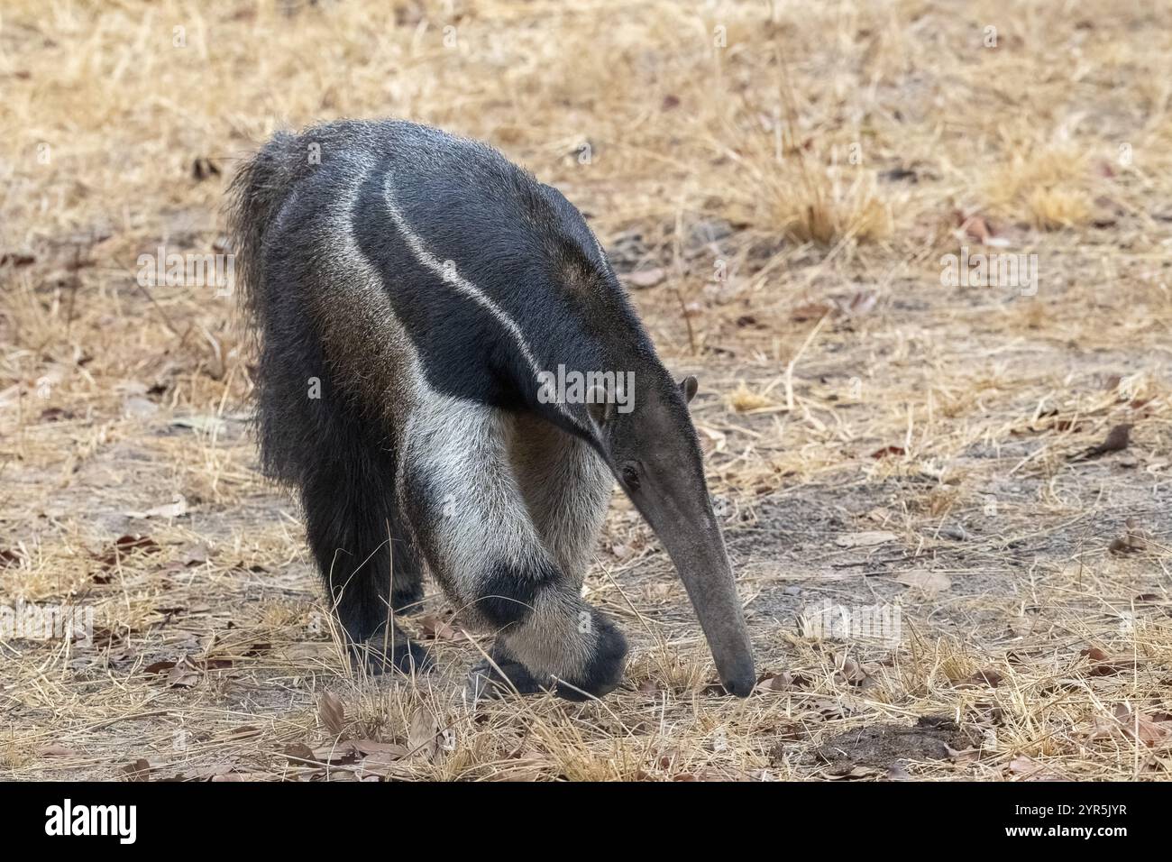Giant anteater (Myrmecophaga tridactyla), at dusk, in front of sunrise ...