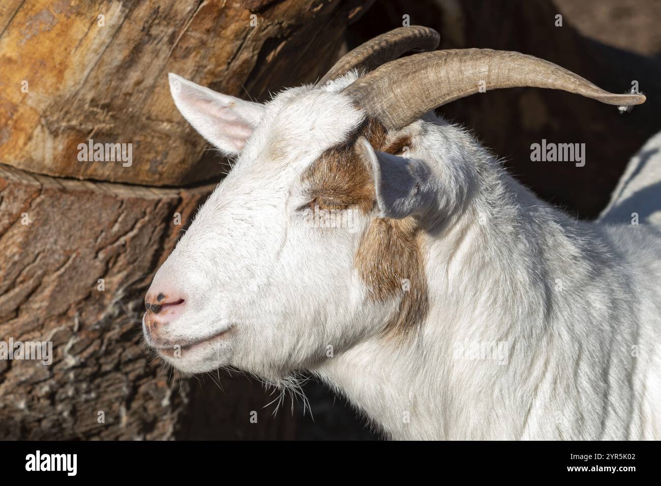A calm white goat with distinctive horns basking in the sunlight Stock ...