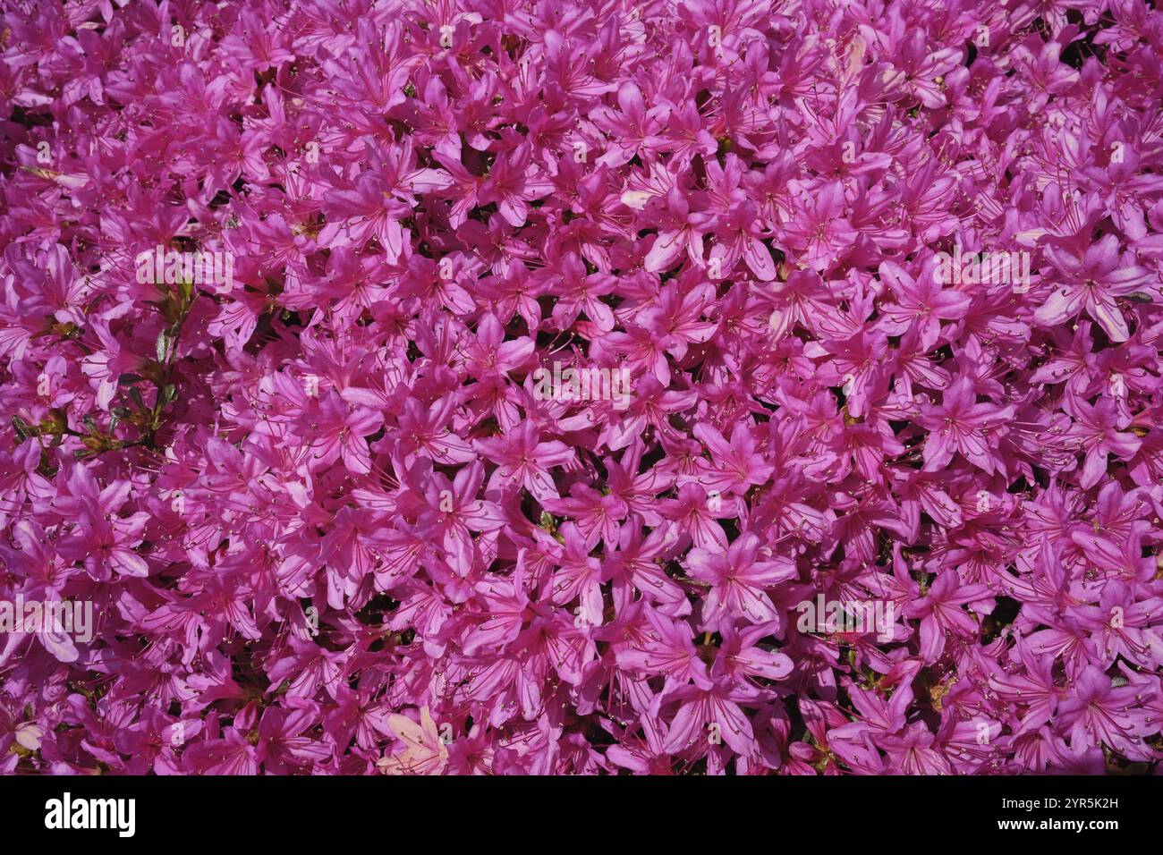 Purple azalea in bloom hi-res stock photography and images - Alamy