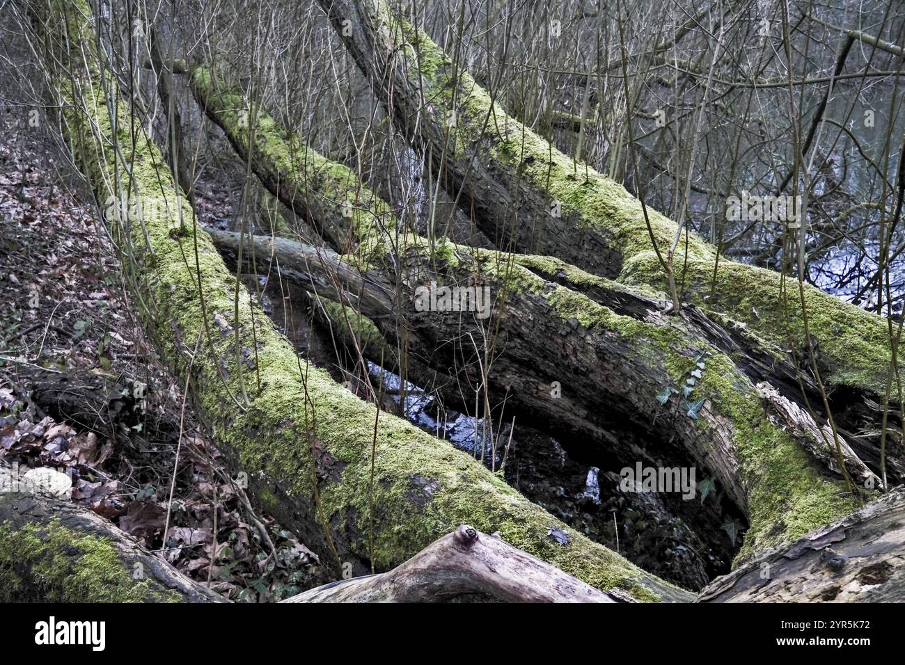 Moss-covered fallen trees in a dense forest, highlighting the lush ...