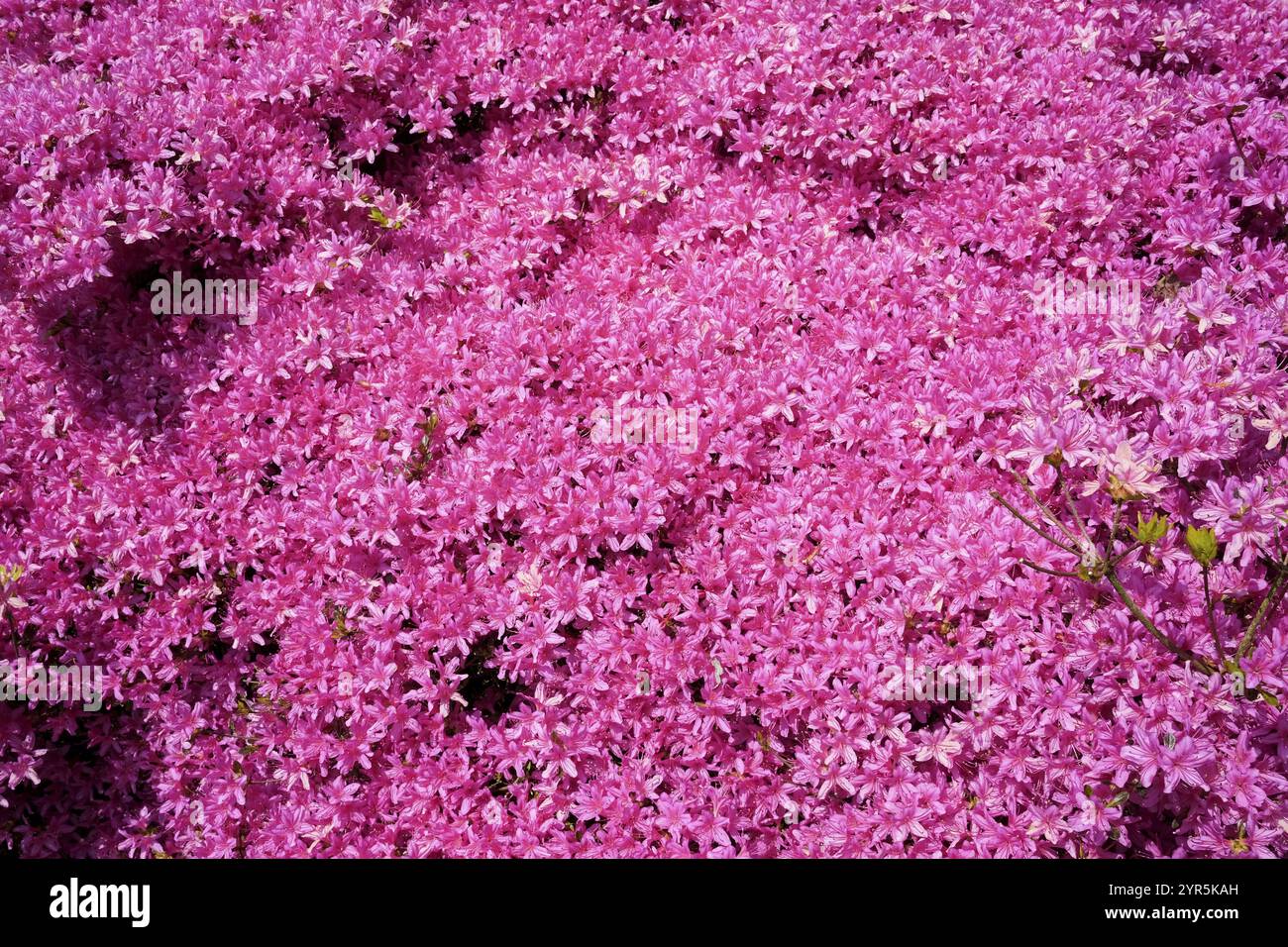 Purple azalea shrub hi-res stock photography and images - Alamy
