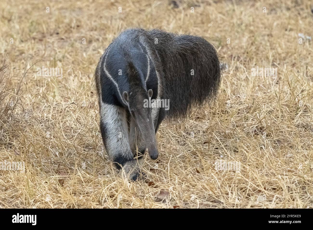 Giant anteater (Myrmecophaga tridactyla), at dusk, in front of sunrise ...