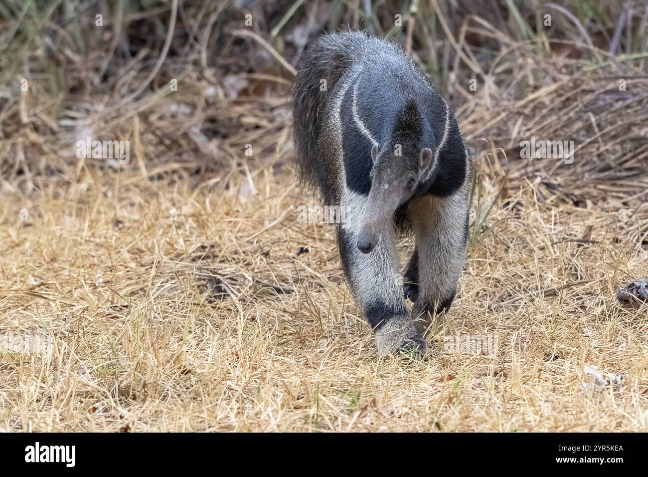 Giant anteater (Myrmecophaga tridactyla), at dusk, in front of sunrise ...