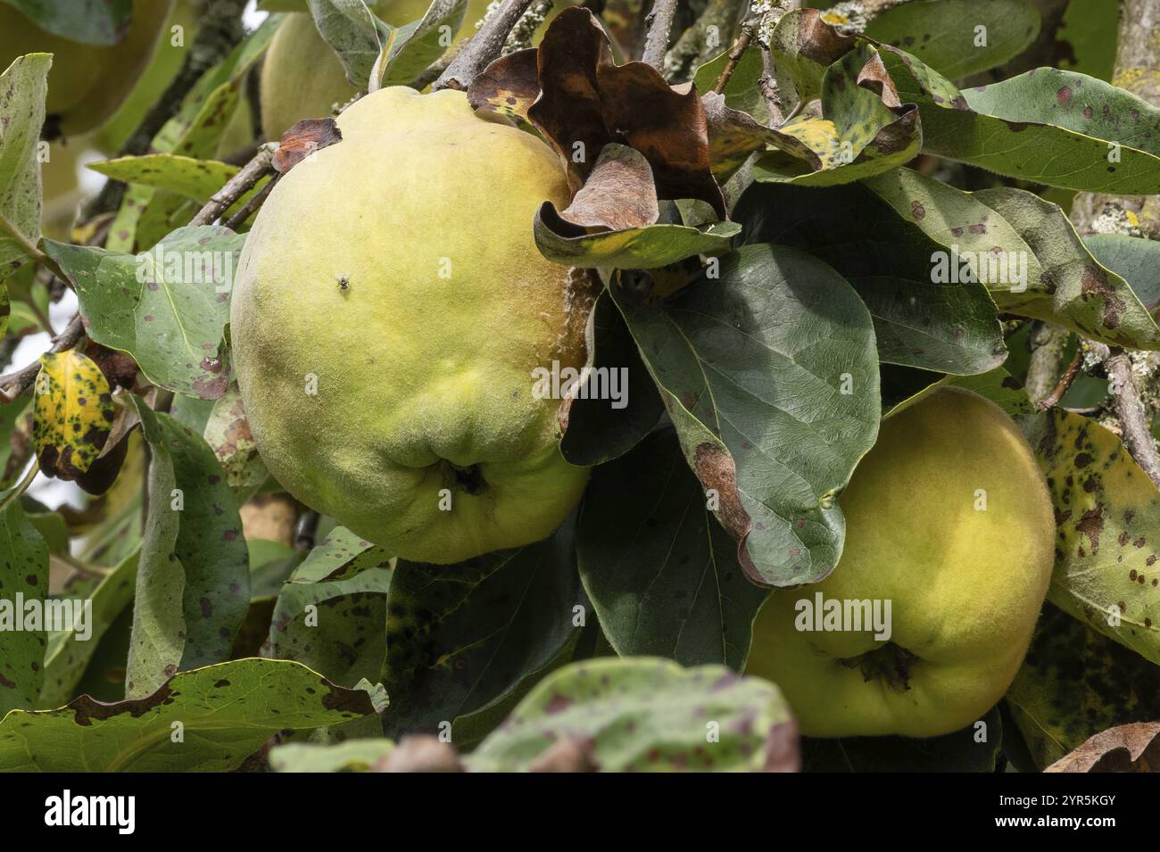 Quince Cydonia oblonga tree with fruits Stock Photo - Alamy