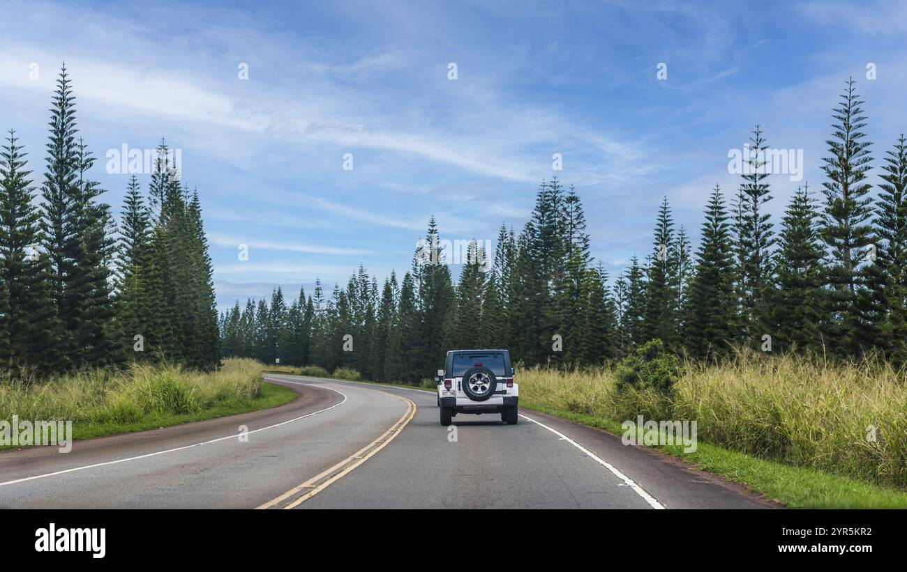 Drive through lush pine forests on the way to North Shore, Oahu, Hawaii ...