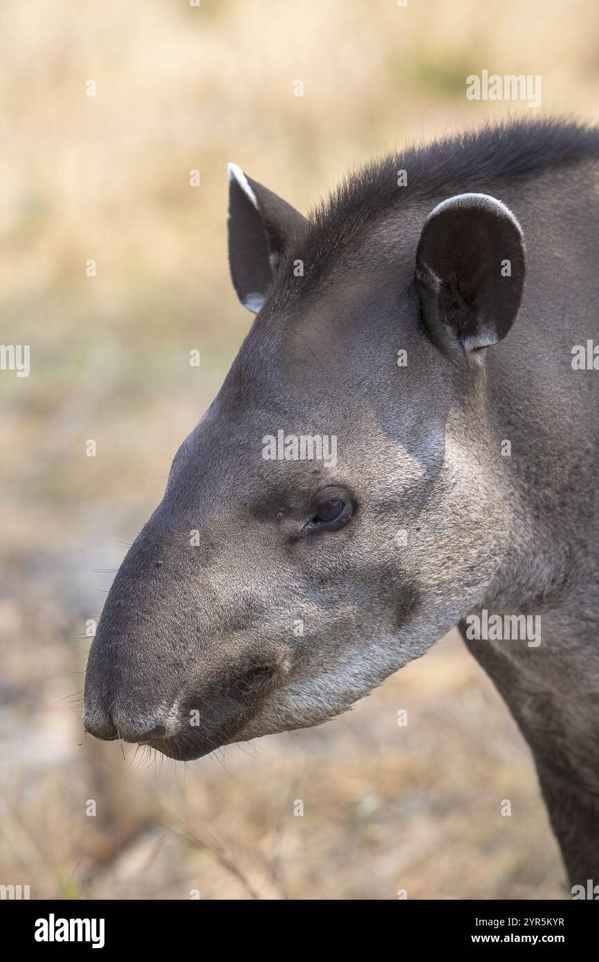 Lowland tapir (Tapirus terrestris), animal portrait, Pantanal, inland ...