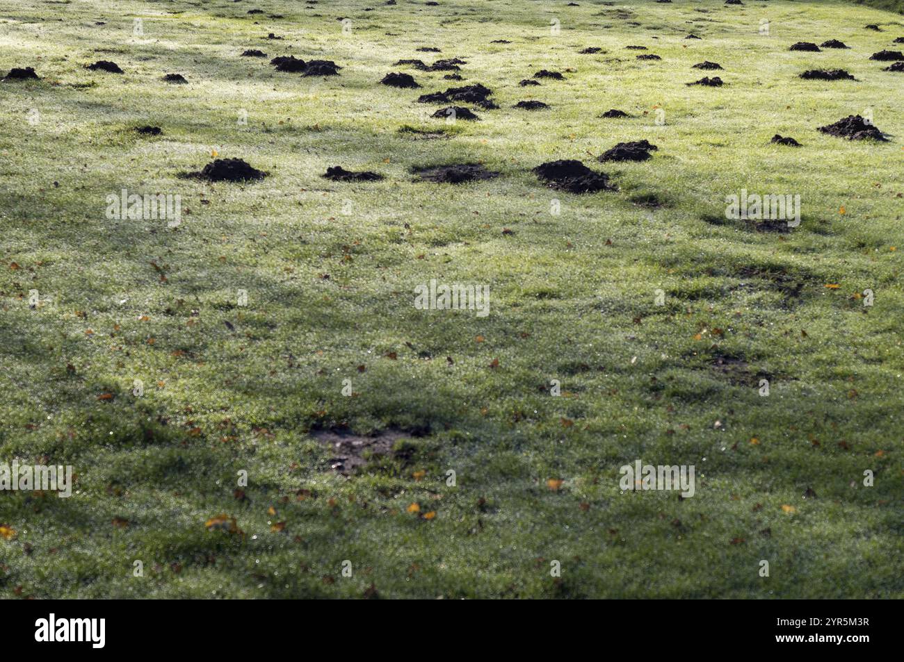 Molehills are creating bumps on a grassy field during the autumn season ...