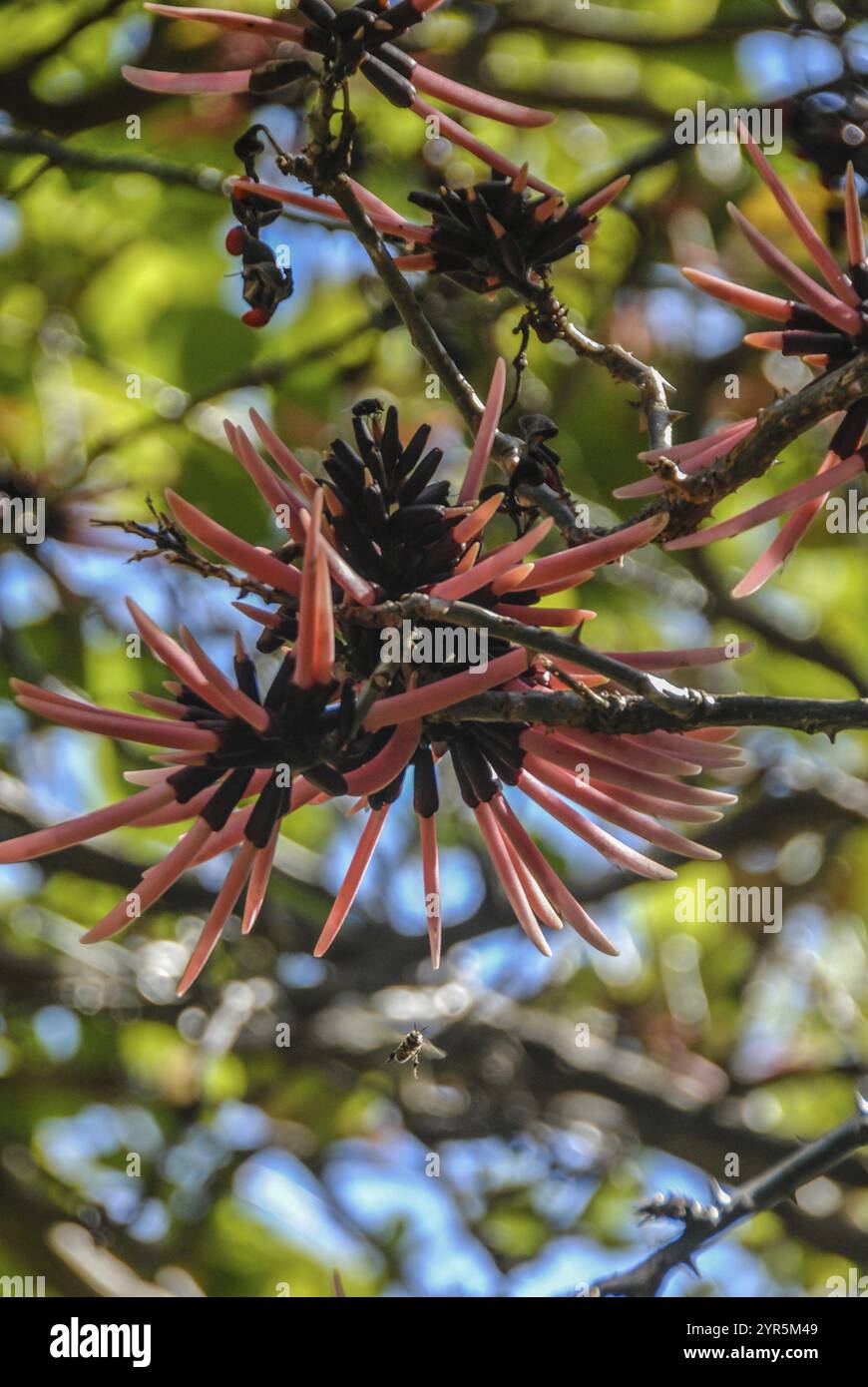 Erythrina is a genus of flowering plants commonly known as coral trees ...