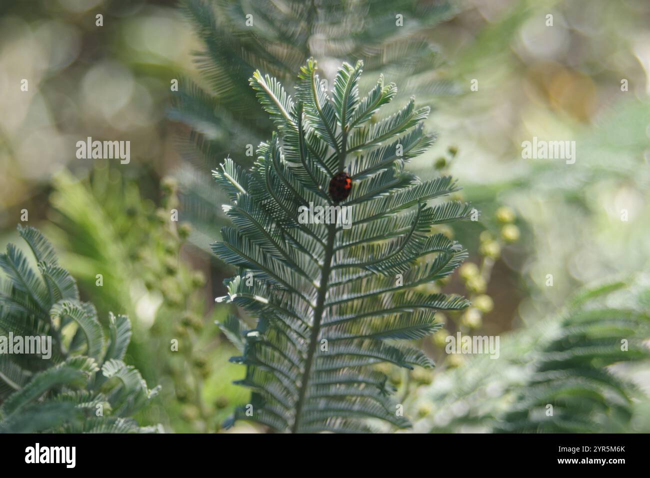 Ladybug hibernate hi-res stock photography and images - Alamy