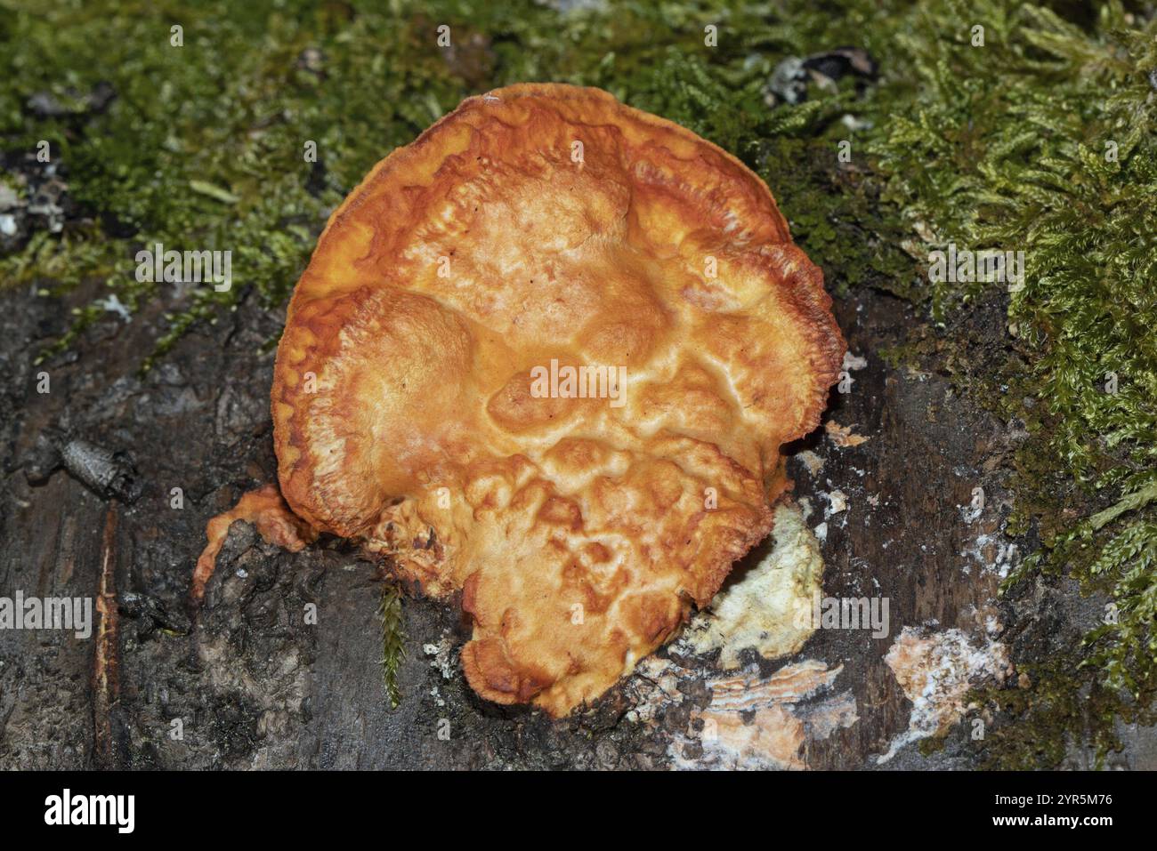 Vermilion tramete plate-shaped orange fruiting body on tree trunk with ...
