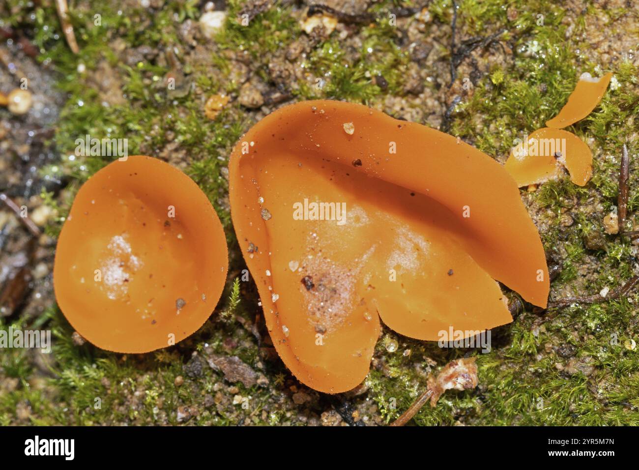 Orange cup fungus two orange bowl-shaped fruiting bodies on green moss ...