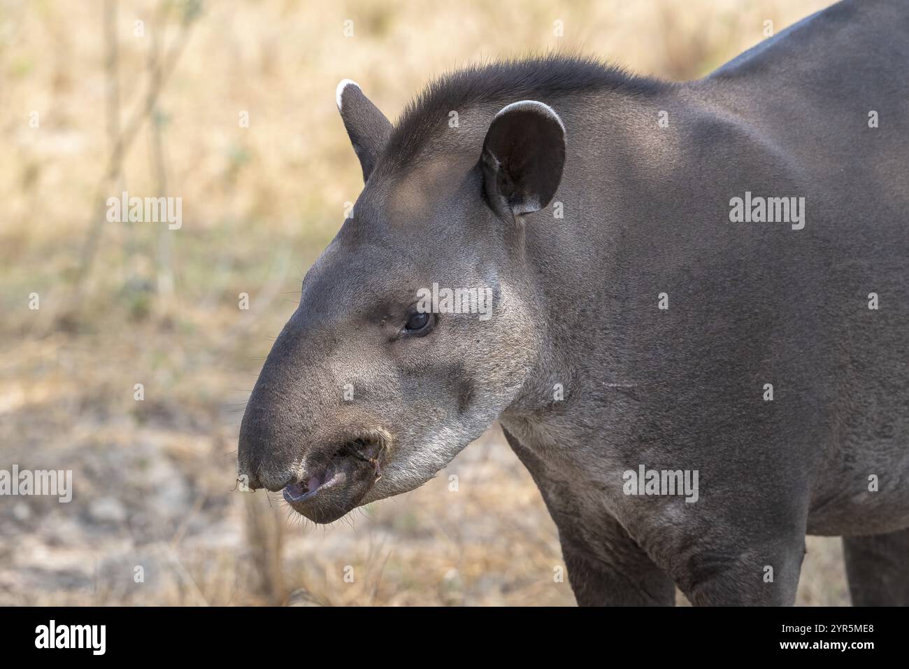 Lowland tapir (Tapirus terrestris), animal portrait, Pantanal, inland ...