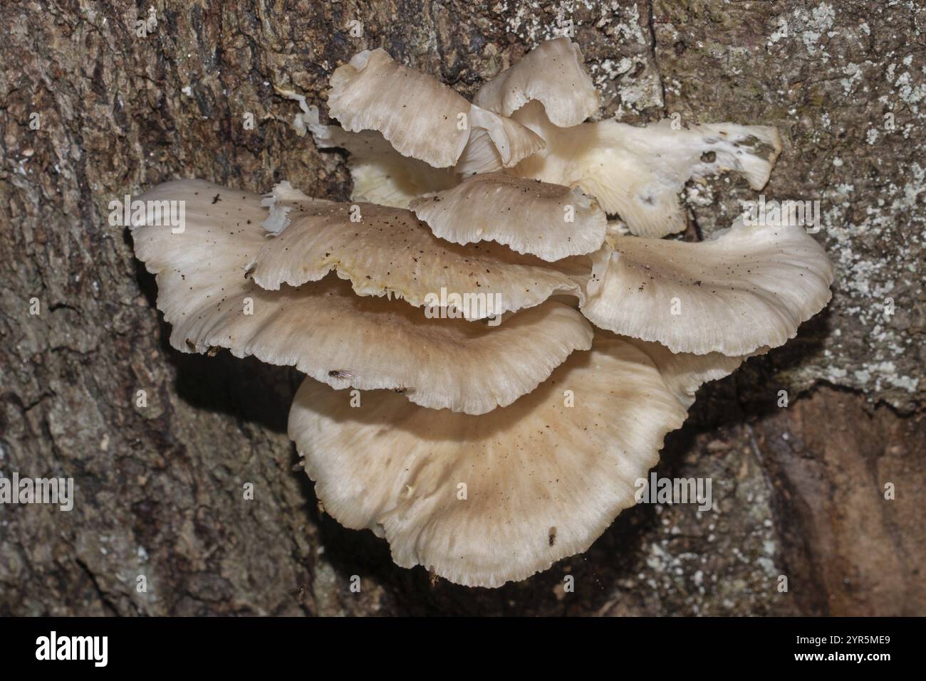 Lung fungus some white-brown fruiting bodies on tree trunk Stock Photo ...