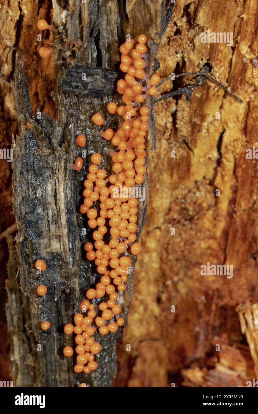Orange coloured tree trunk hi-res stock photography and images - Alamy