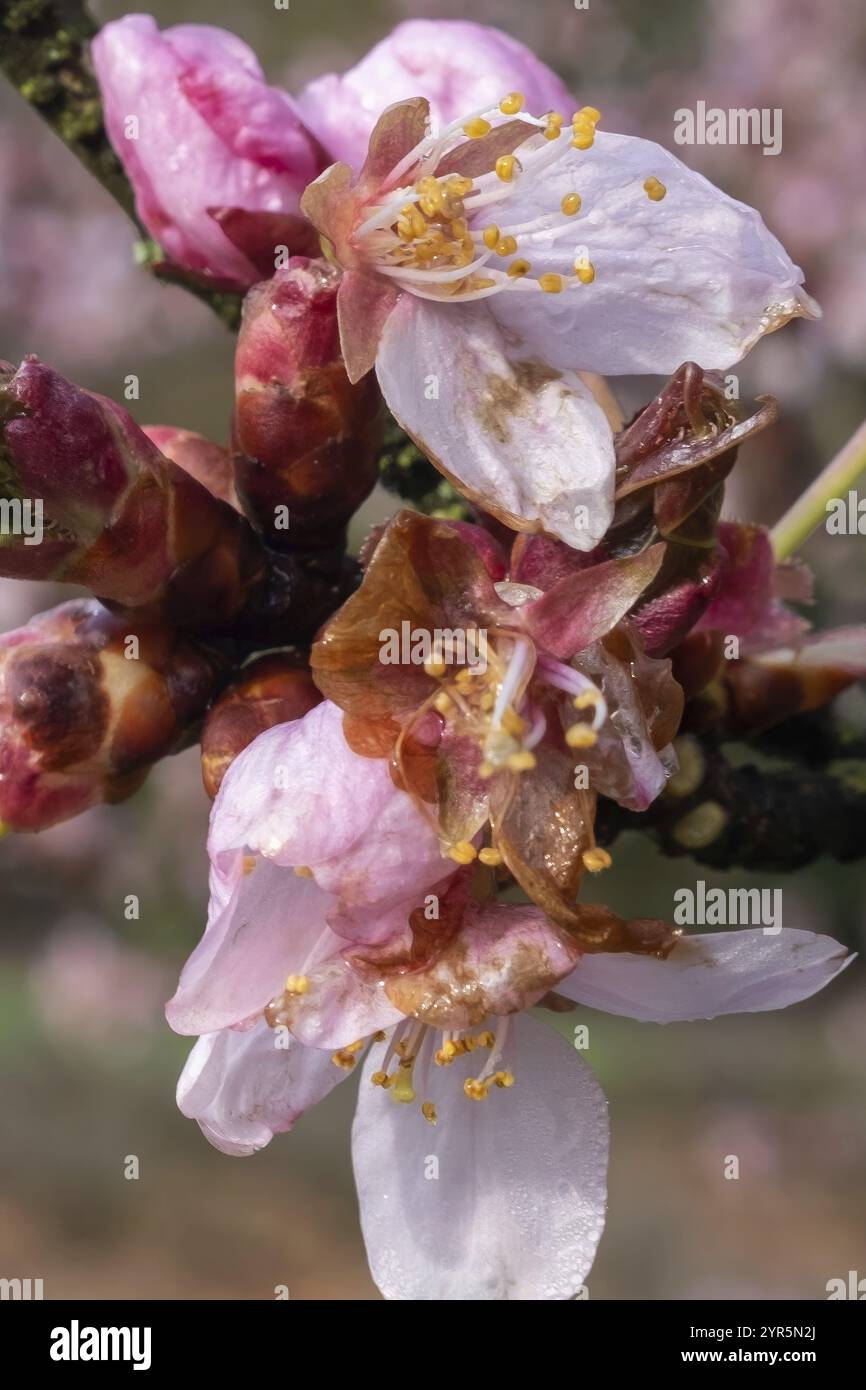 Rain apple blossom hi-res stock photography and images - Alamy