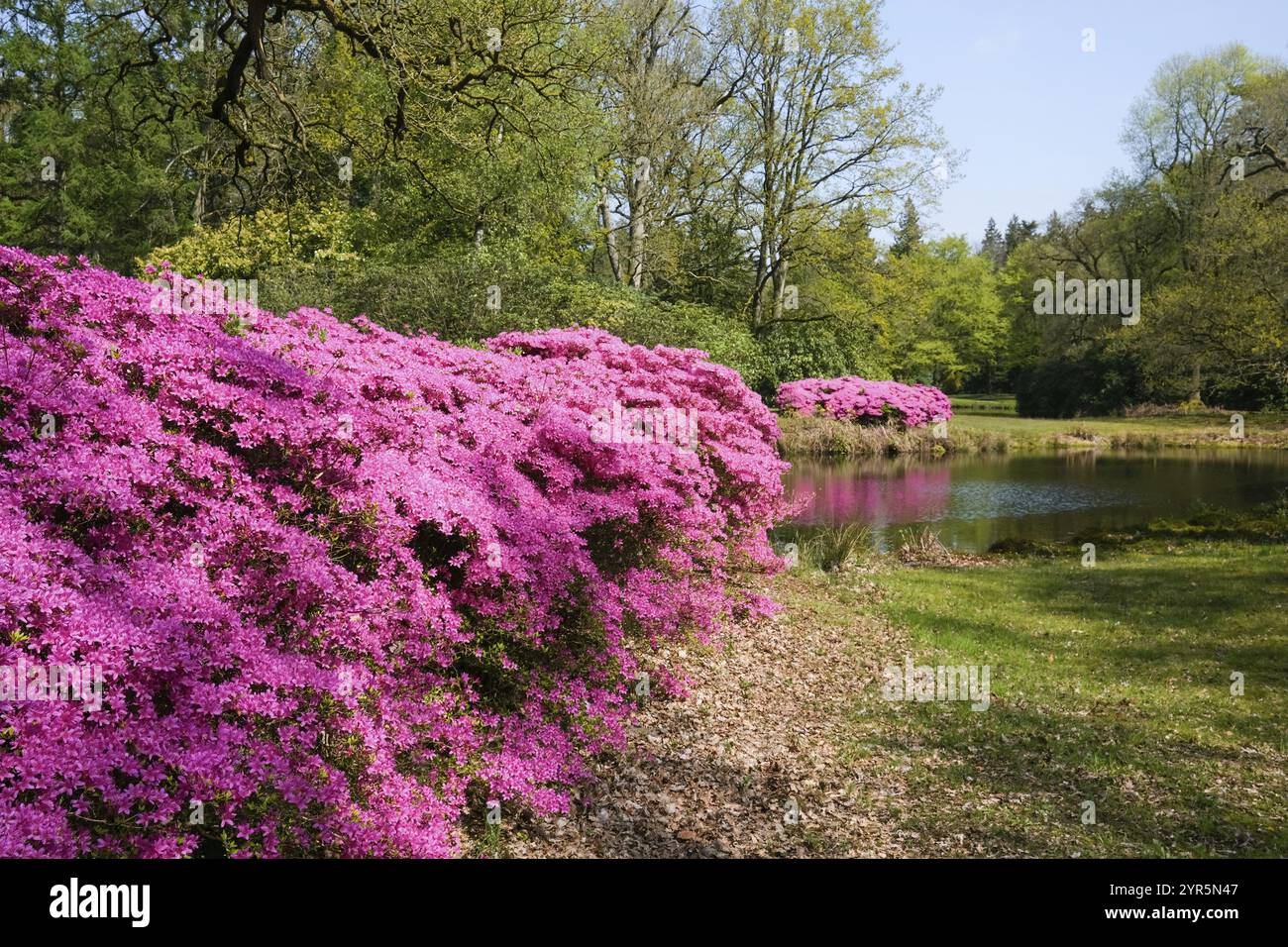 Purple rhododendron bushes in hi-res stock photography and images - Alamy