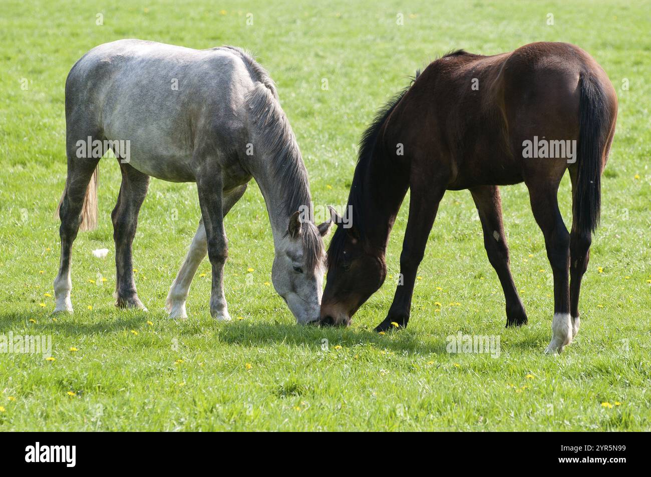 Two horses quietly eating grass on a wide meadow, raesfeld ...