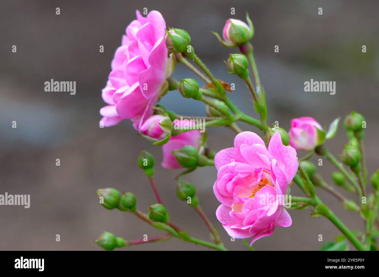 Pink Roses (Rosa) - a woody perennial flowering plant Stock Photo - Alamy