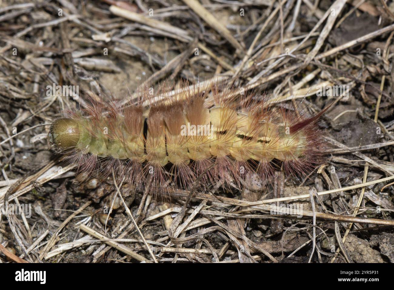 Caterpillar calliteara pudibunda on hi-res stock photography and images ...