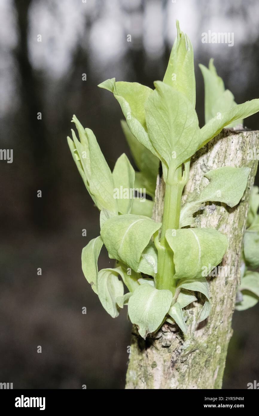 Close-up of new green leaves growing from a tree branch in a forest ...