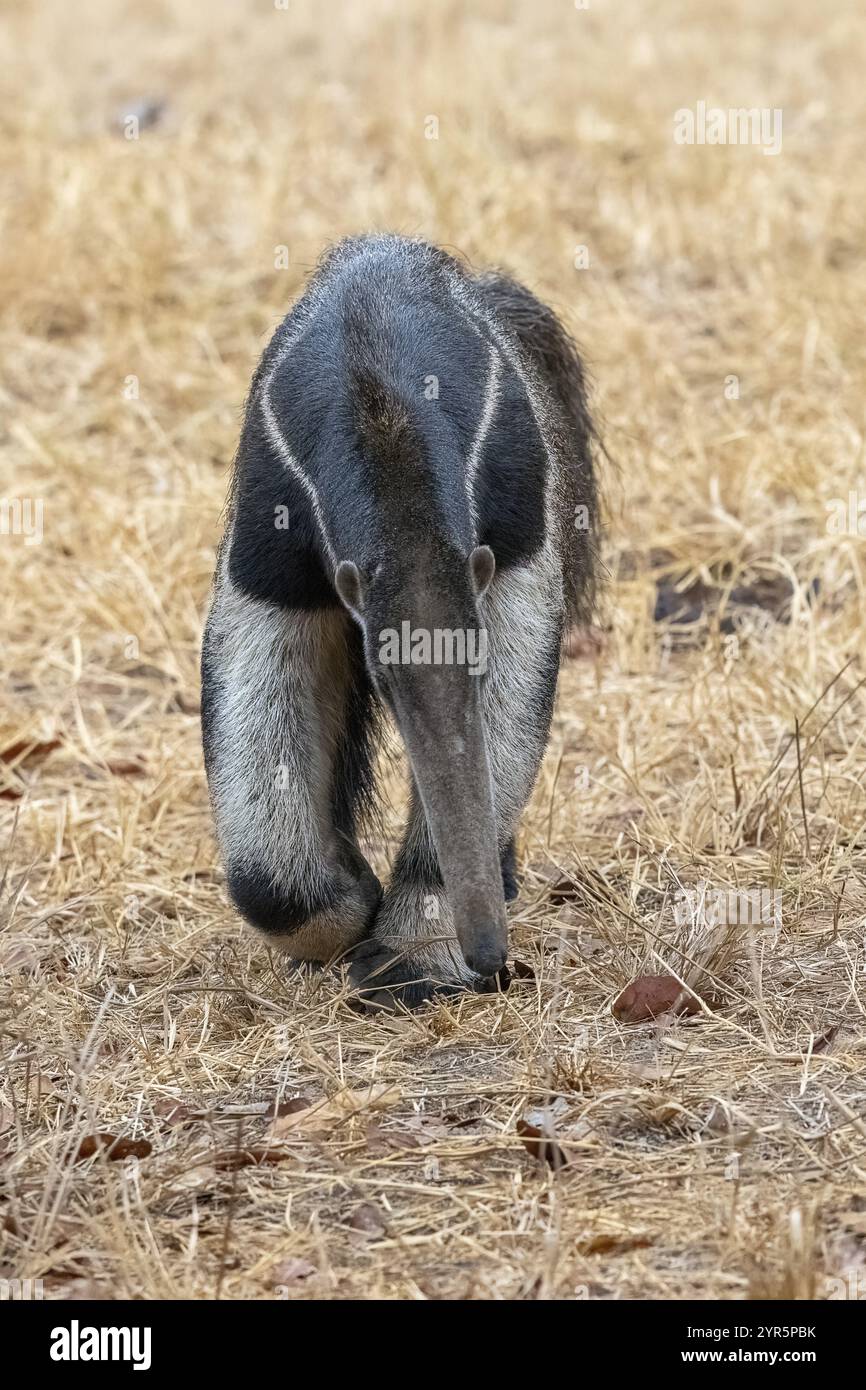 Giant anteater (Myrmecophaga tridactyla), at dusk, in front of sunrise ...