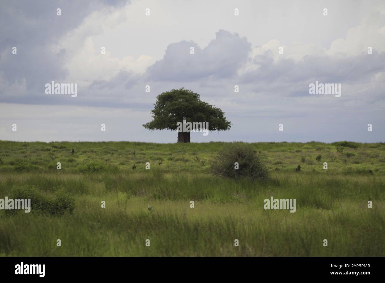 Landscape impression, Ruaha National Park, Tanzania, Africa Stock Photo ...