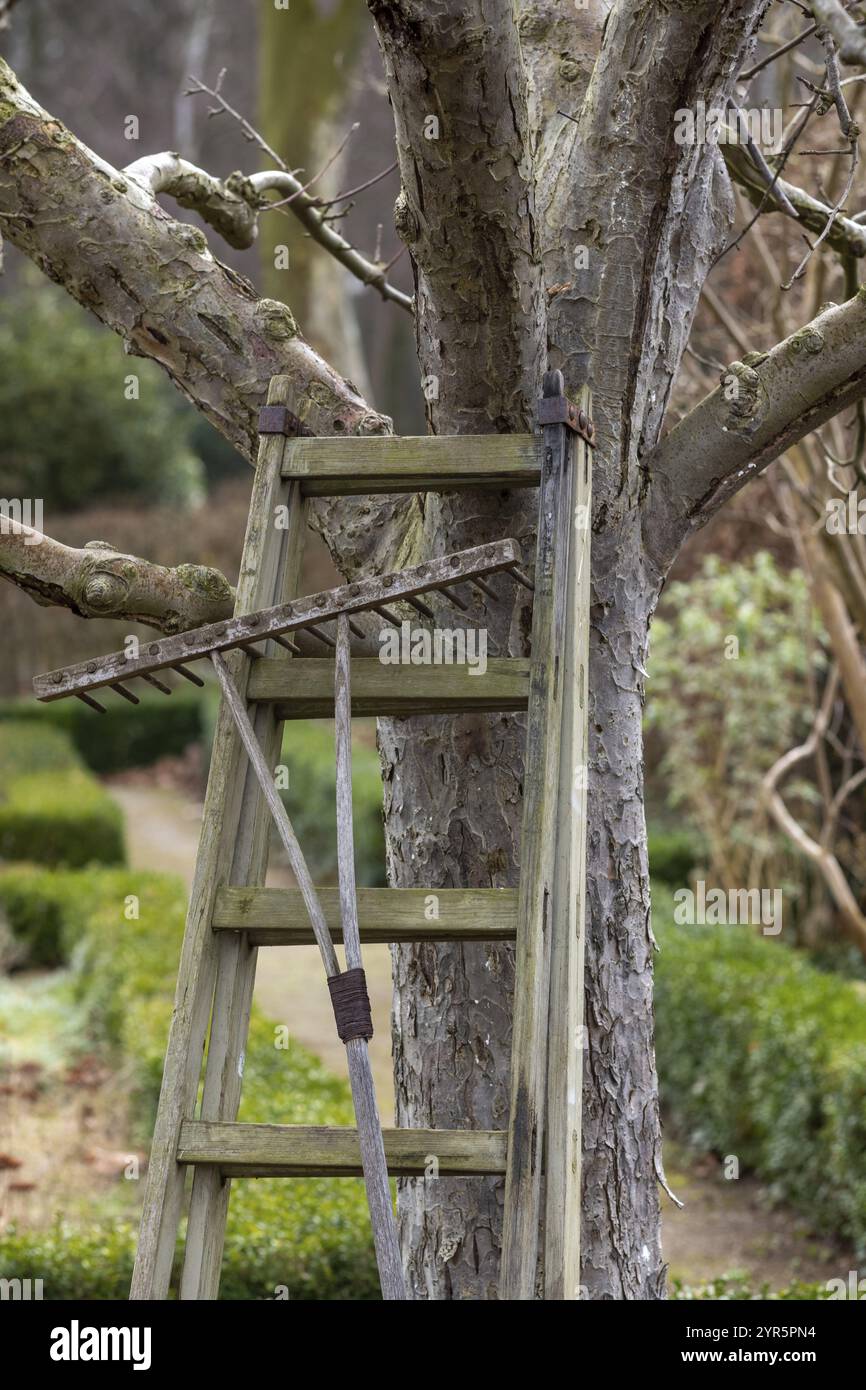 Old wooden ladder at an old tree Stock Photo - Alamy