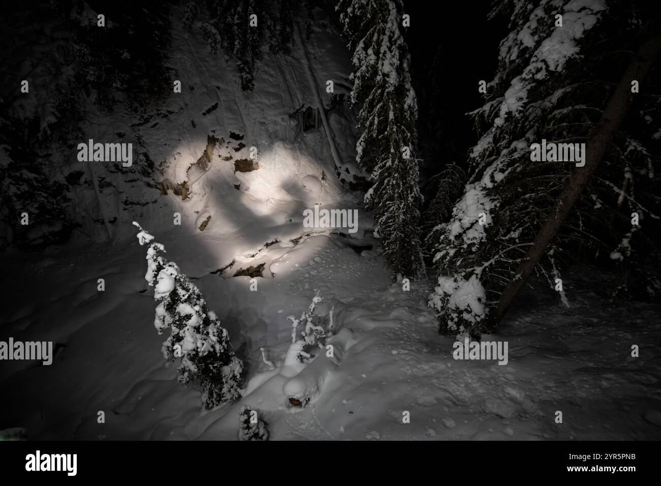 Pine trees forest snow night hi-res stock photography and images - Alamy