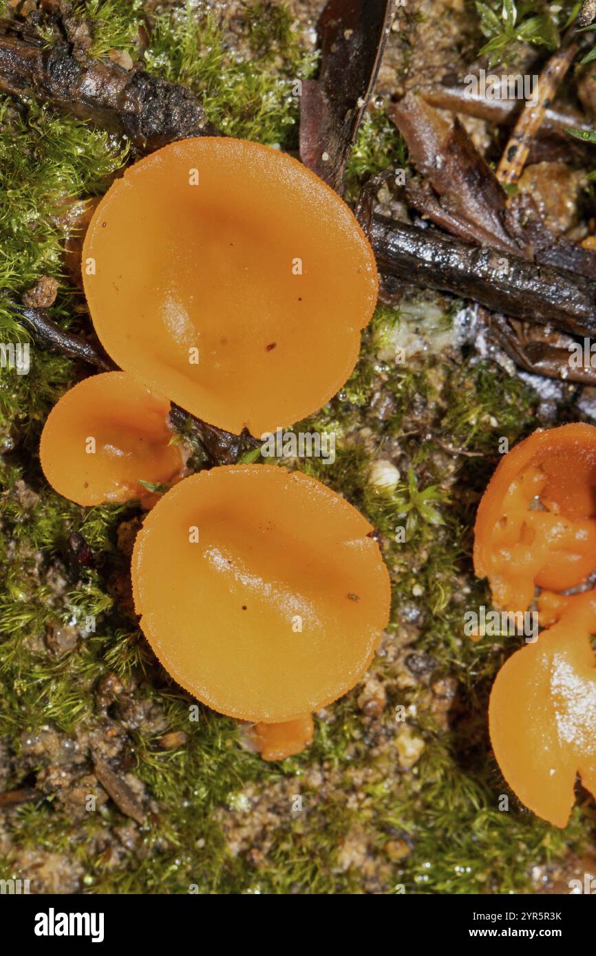 Cup shaped fruiting bodies hi-res stock photography and images - Alamy