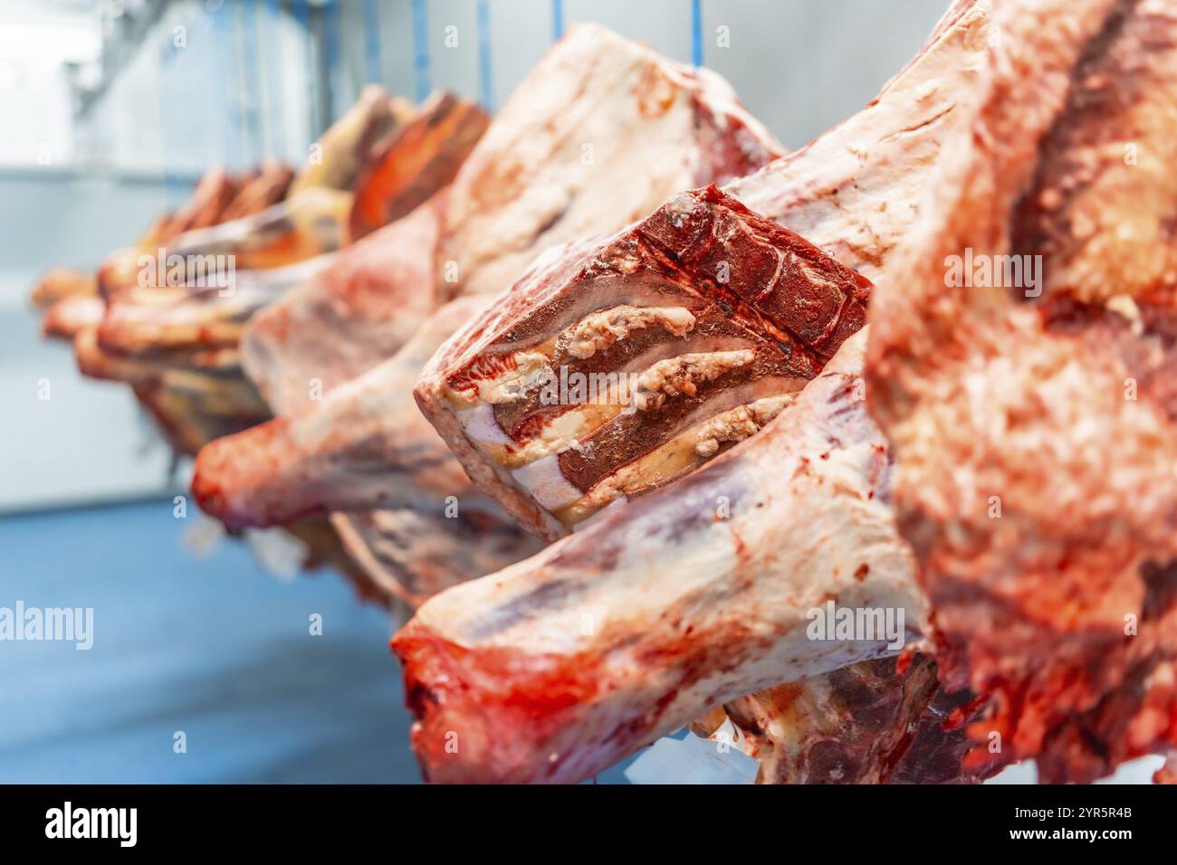 Red meat hanging in line inside a cold storage room of a meat ...