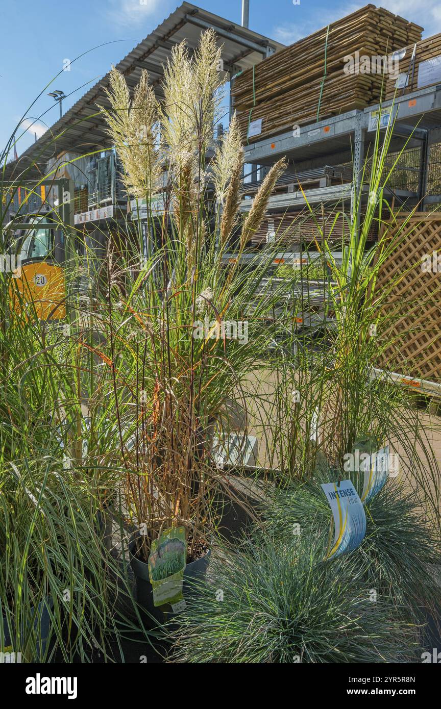 Chinese reed (Miscanthus sinensis), and other grasses, DIY store ...