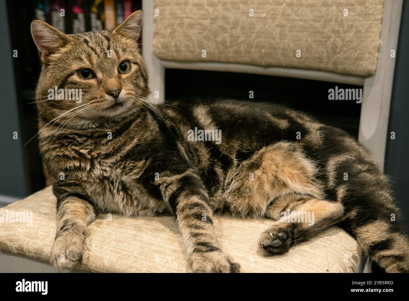 Beautiful cat chilling at home in office Stock Photo - Alamy