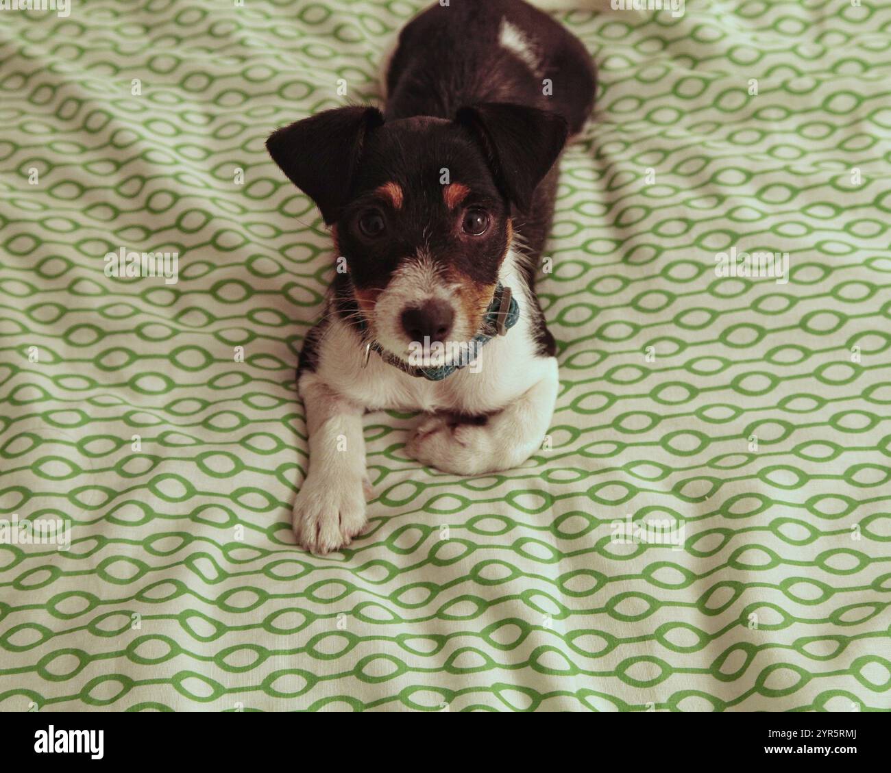 Wire hair jack russell terrier puppy Stock Photo - Alamy