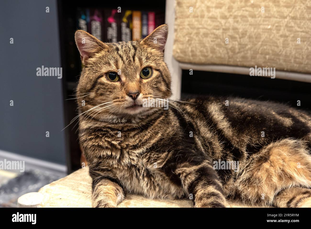 Beautiful home cat hi-res stock photography and images - Alamy