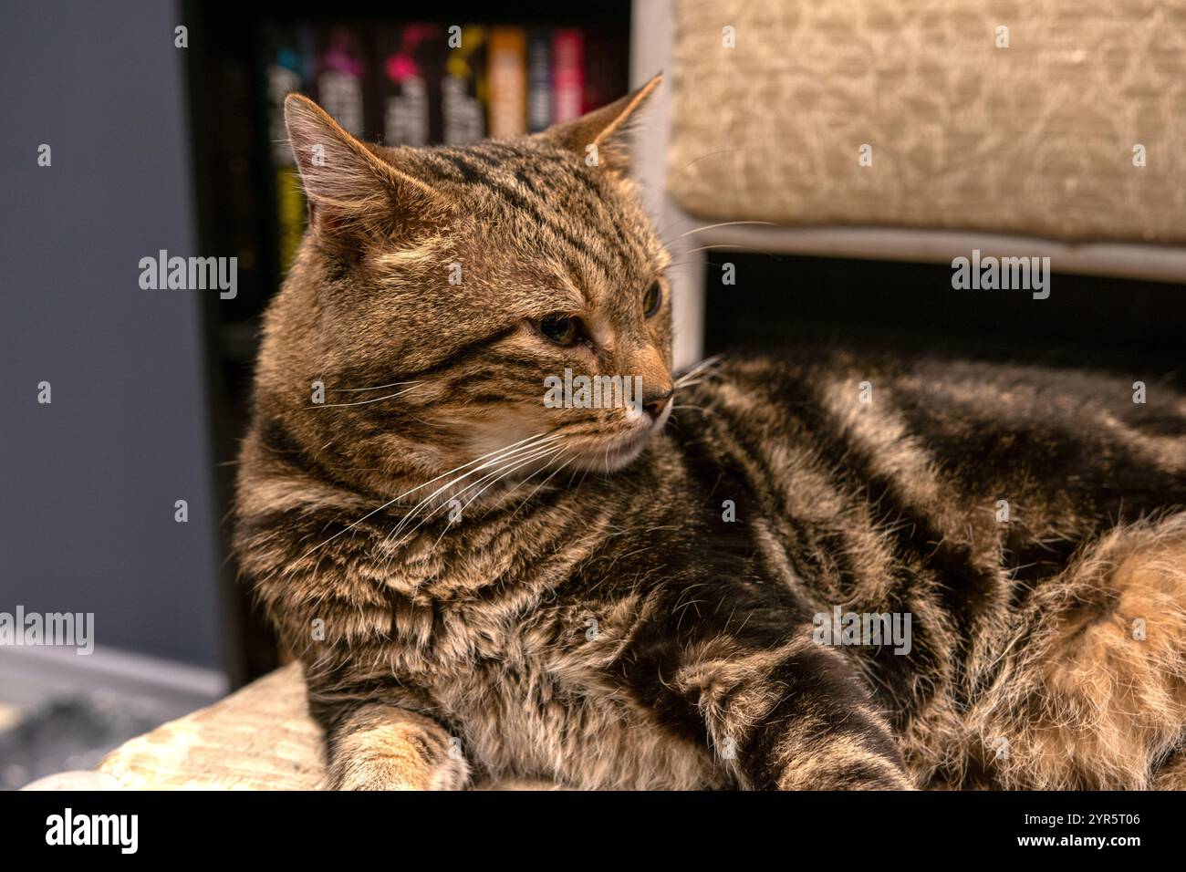 Beautiful cat chilling at home in office Stock Photo - Alamy