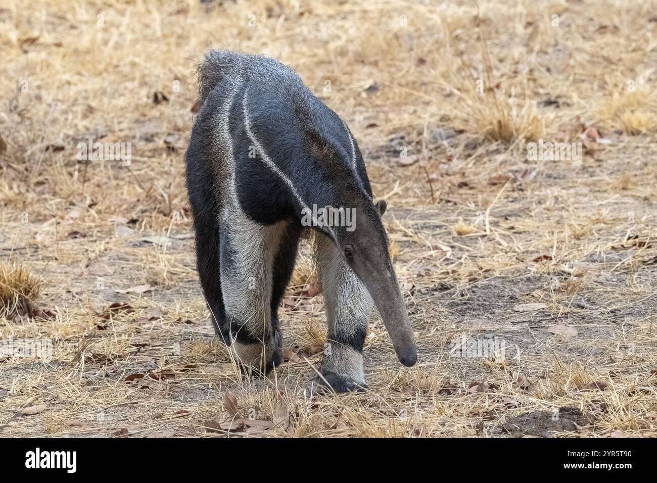 Giant anteater (Myrmecophaga tridactyla), at dusk, in front of sunrise ...