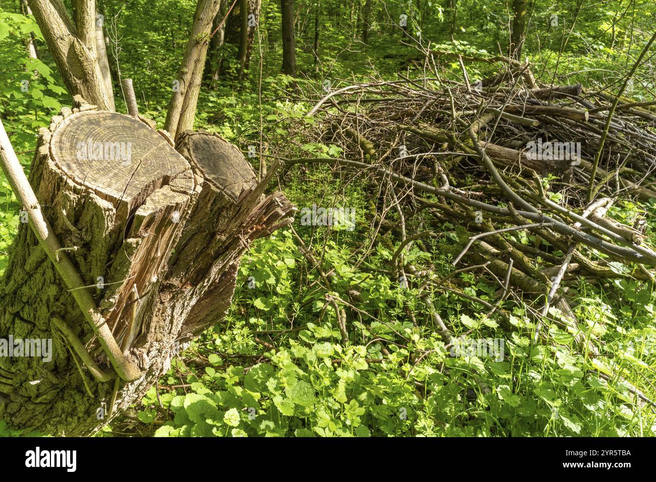 Stump big old tree hi-res stock photography and images - Alamy