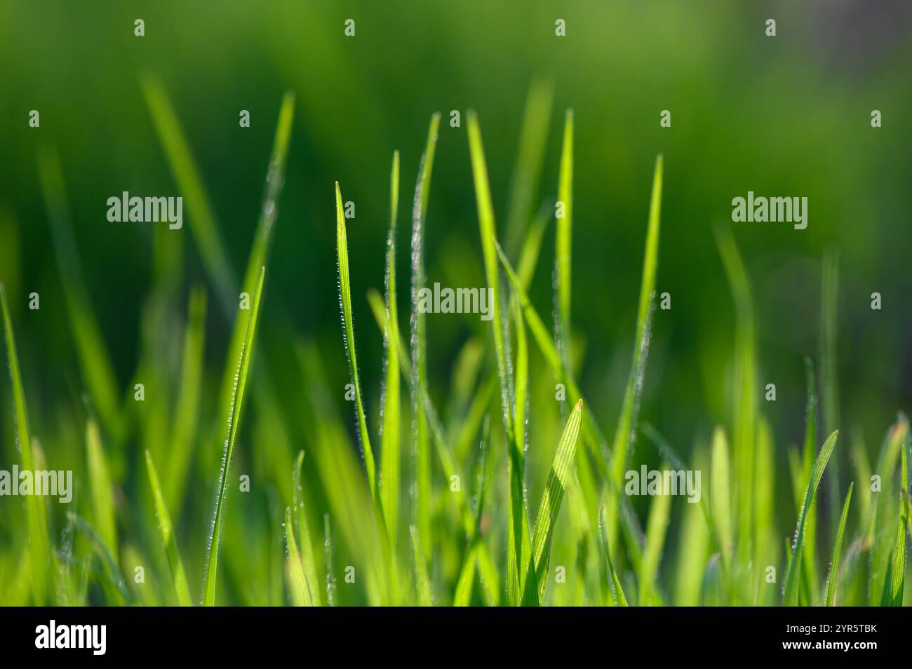 Blades of vibrant grass dance in a soft breeze under the golden rays of the afternoon sun Stock ...