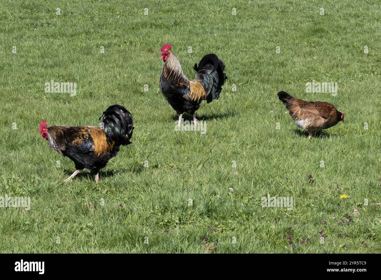 Rooster and hen in the sun Stock Photo - Alamy