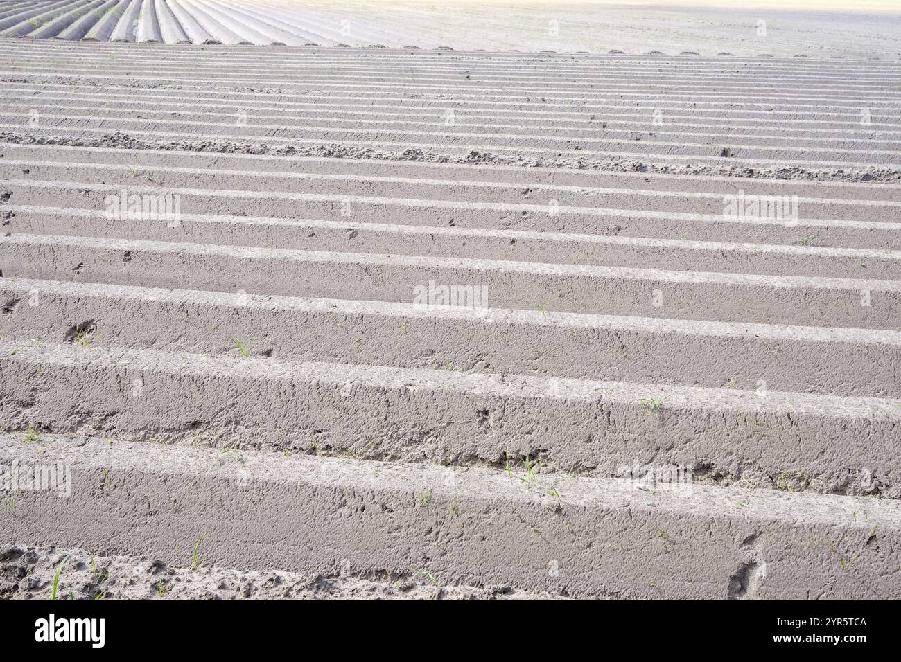 Prepared potato fields in the sun Stock Photo - Alamy